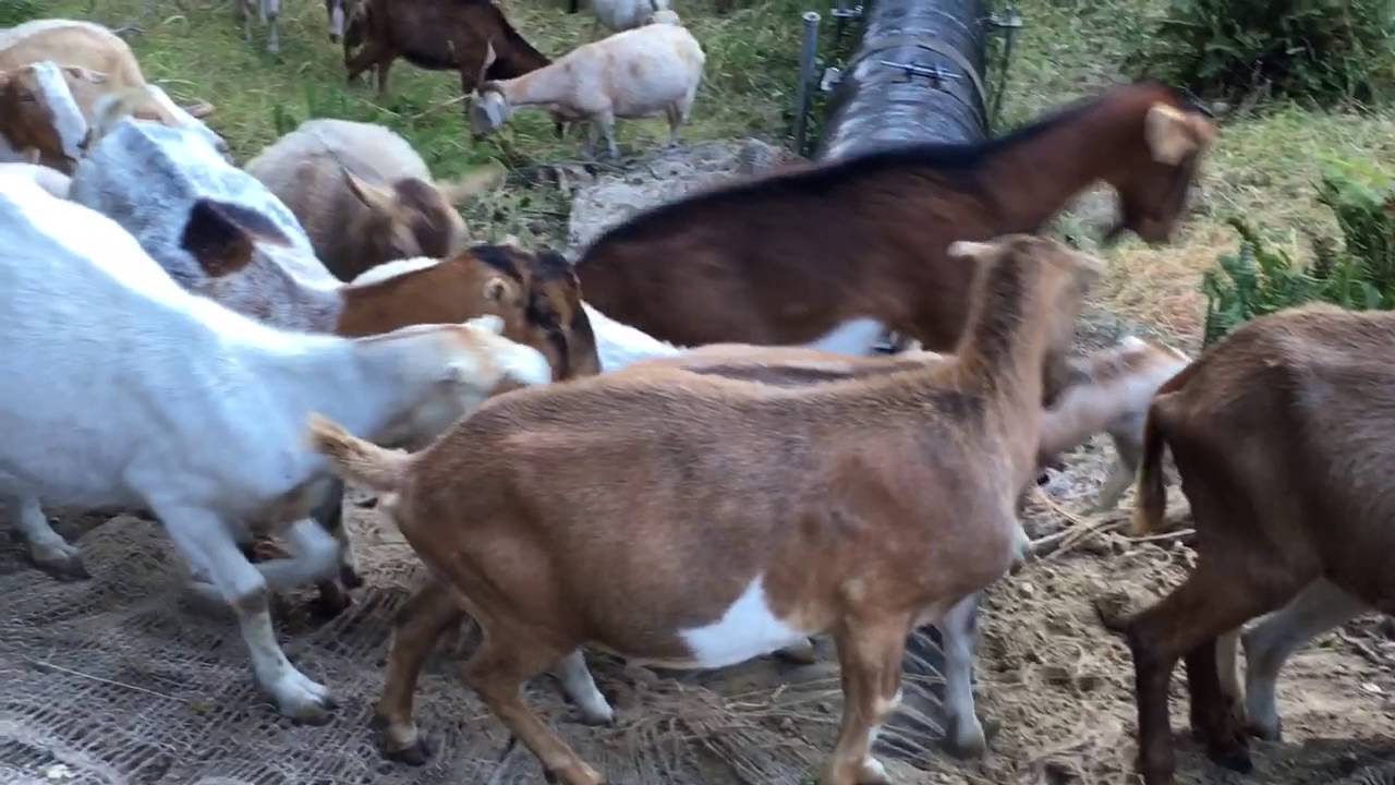 Fluffy the goat with dreadlocks ambles with friends - YouTube