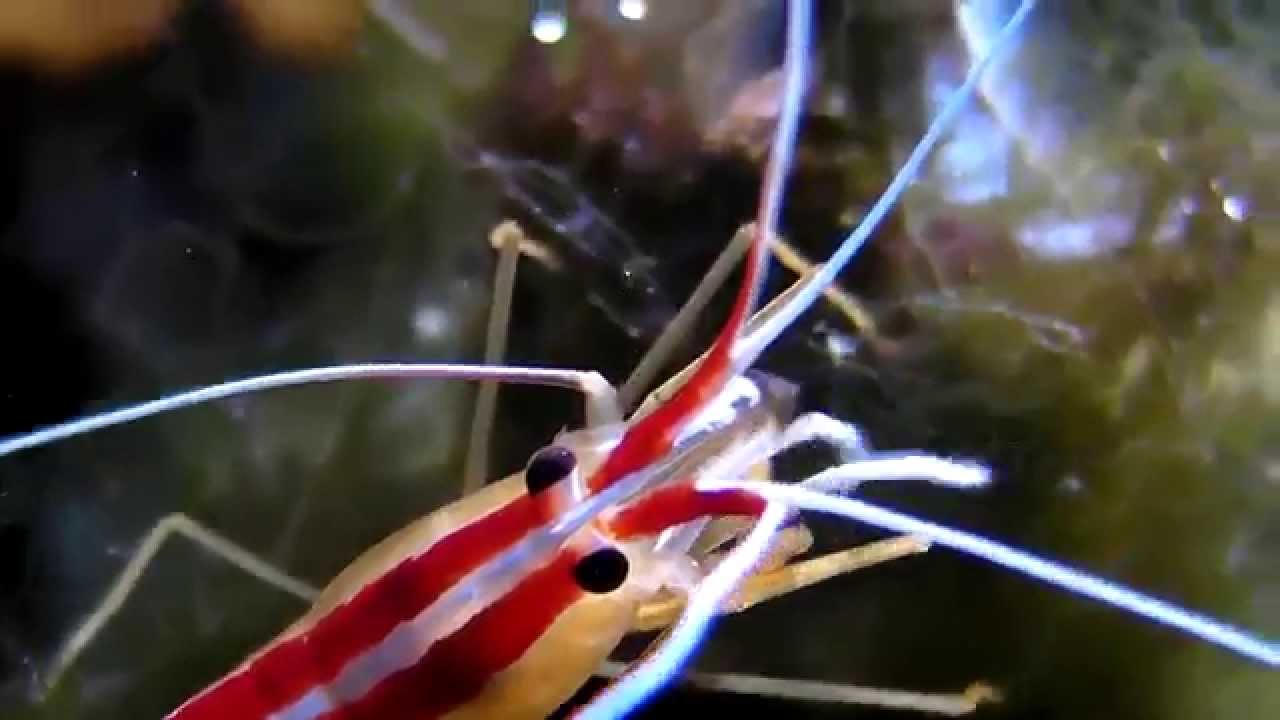 Skunk cleaner shrimp with eggs and a Peppermint Shrimp - YouTube