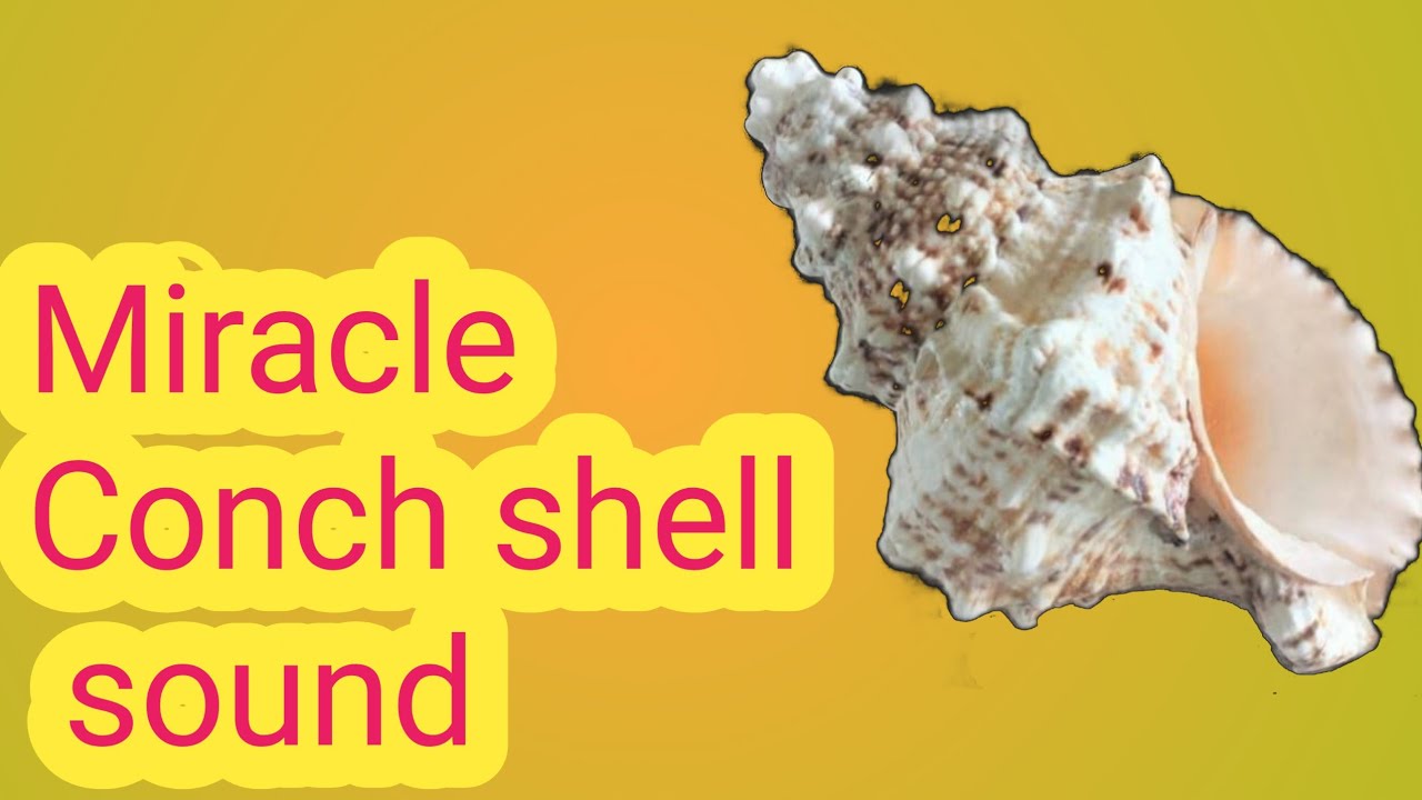 Miracle Magnatic Conch shell sound for removing negative energy ...