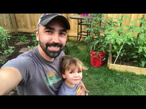 Variety Spotlight: Wando, Super Sugar Snap and Sugar Magnolia Tendril Pea