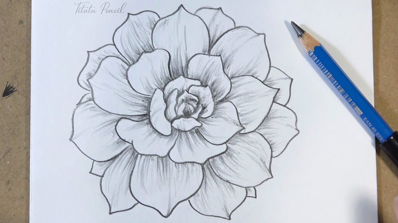 How to Draw Succulent Step by Step | Pencil Drawing - YouTube