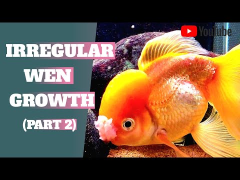Irregular Wen Growth On Goldfish (part 2) - YouTube