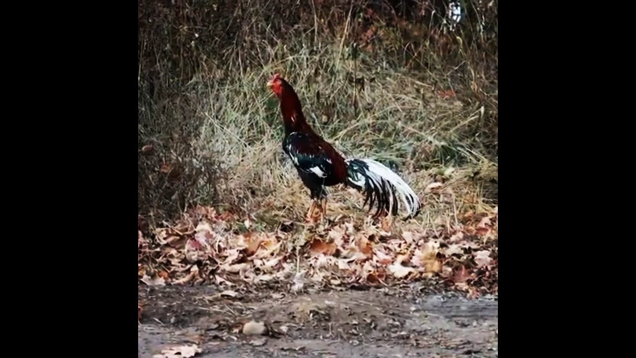 Ace Birds Minnesota Breeder - YouTube