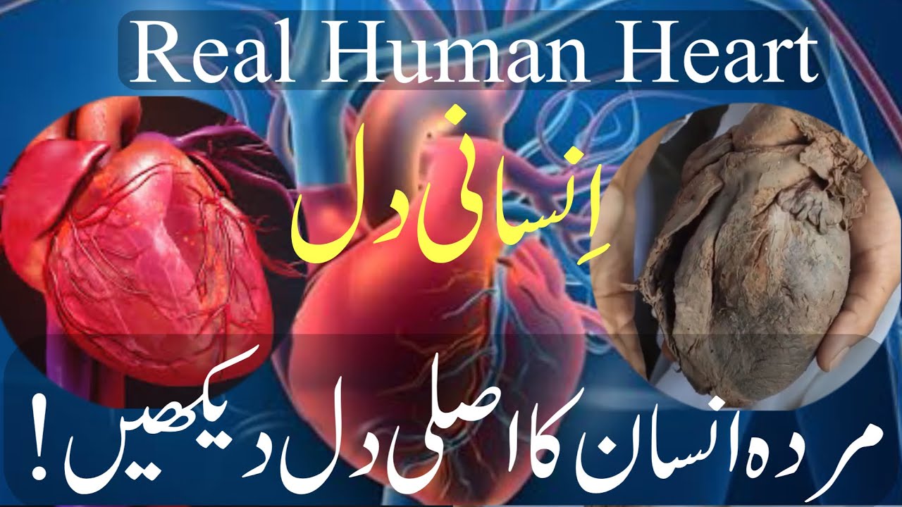 Real Human Heart Revealed| Heart anatomy| Heart chambers and borders ...