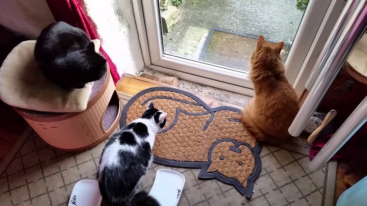 The Cape Boys' Intruder - YouTube