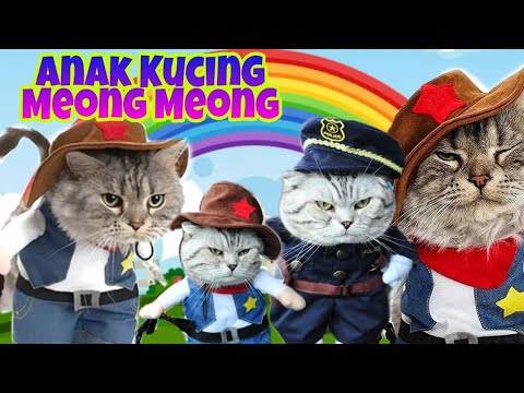 Anak Kucing Meong Meong | Lagu Anak Kucing Meong Meong | Kucing Lucu ...
