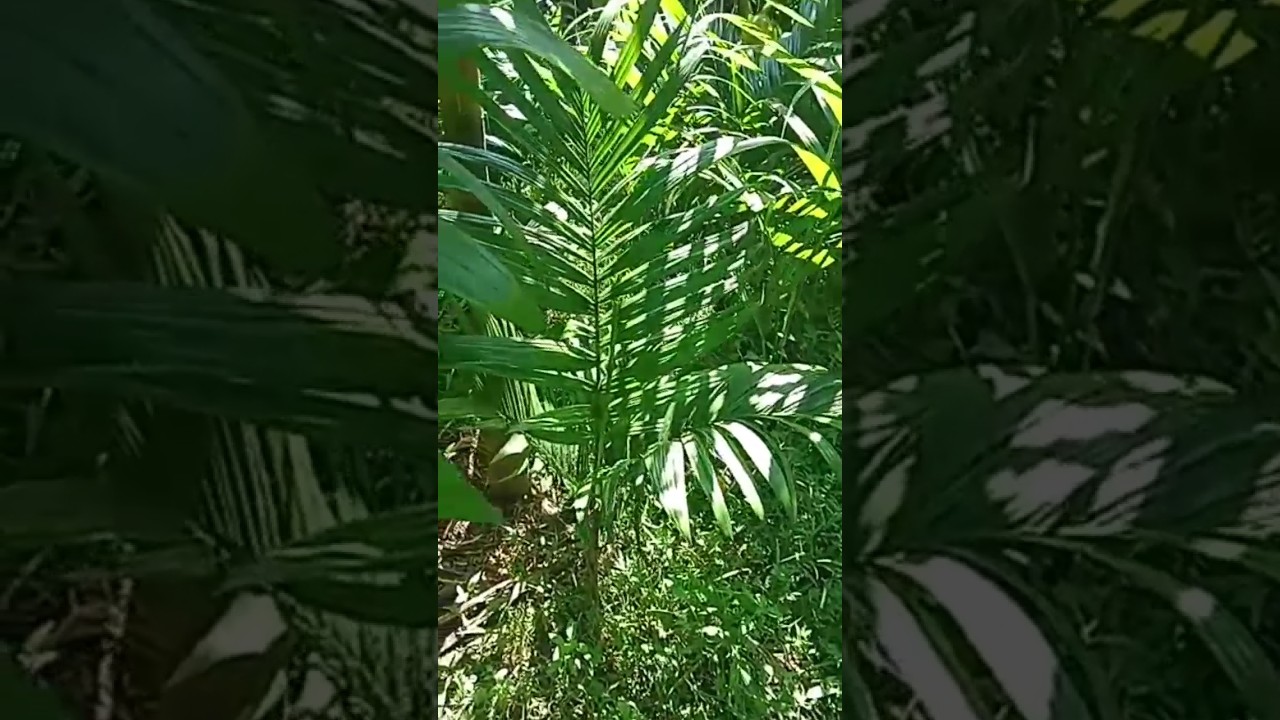 Tamul Tree 🎄🌴 #viral #tamul #tree #viral #viralvideo #trending #ytreels ...