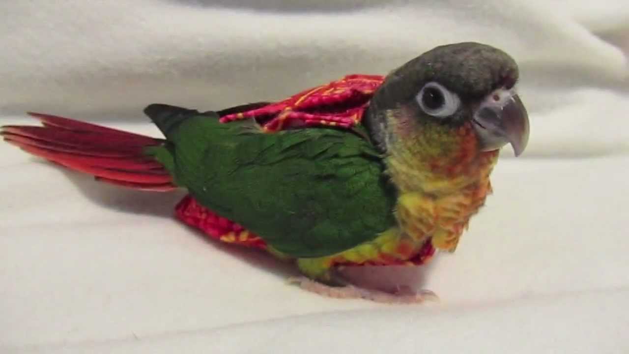 Baby Conure in a Flight Suit - YouTube