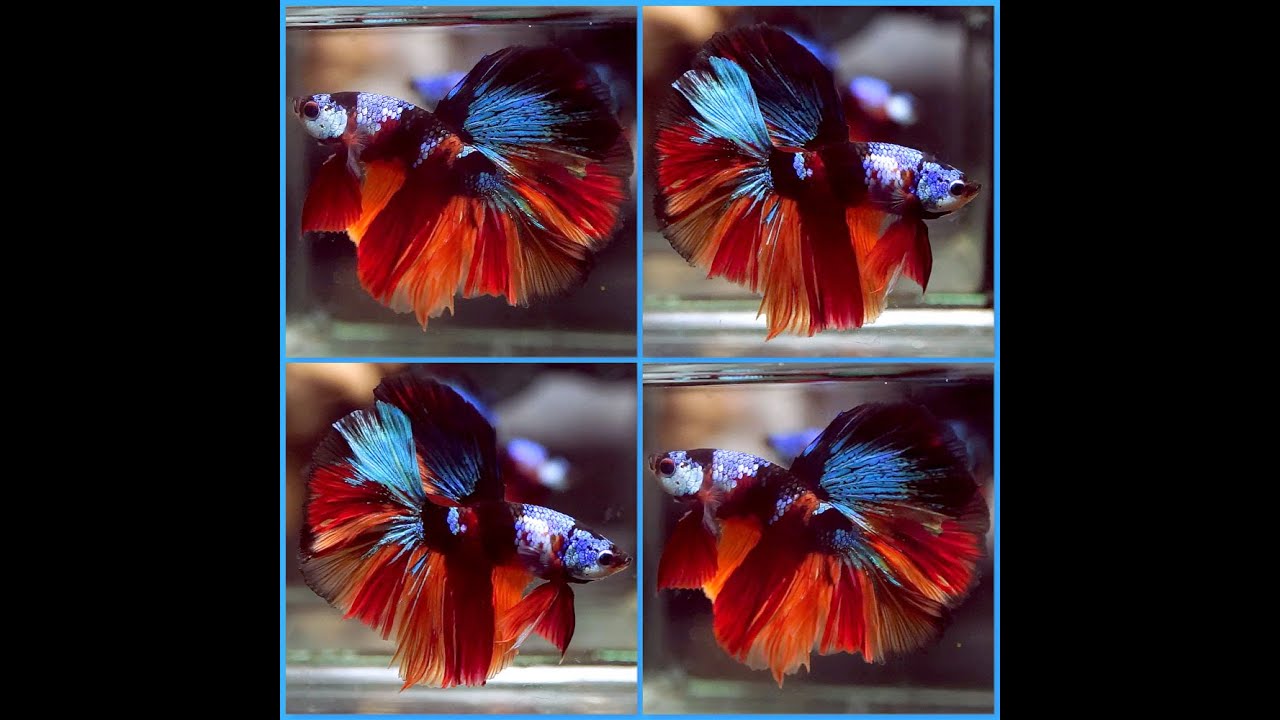 Betta Fish Fancy Metallic Blue Marble NEMO DEVIL KOI Rosetail HM Male ...