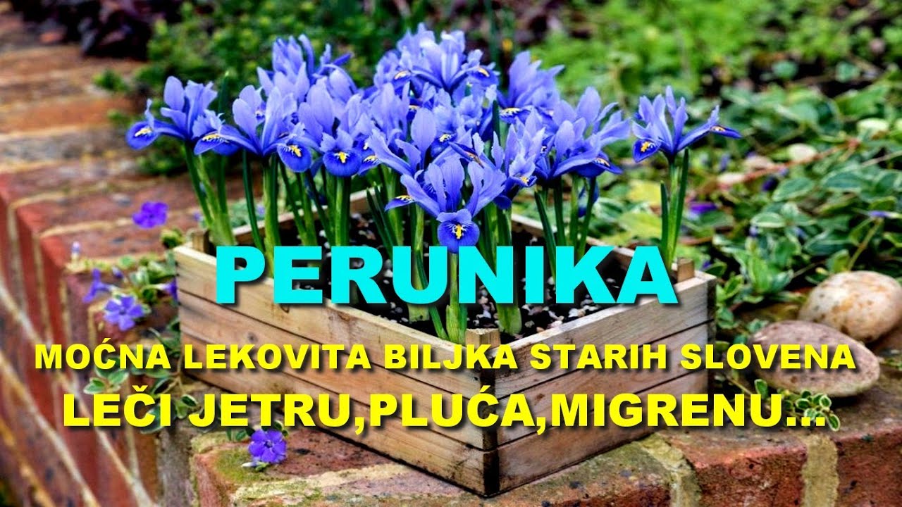 PERUNIKA - MOĆNA LEKOVITA BILJKA STARIH SLOVENA - LEČI JETRU,PLUĆA ...
