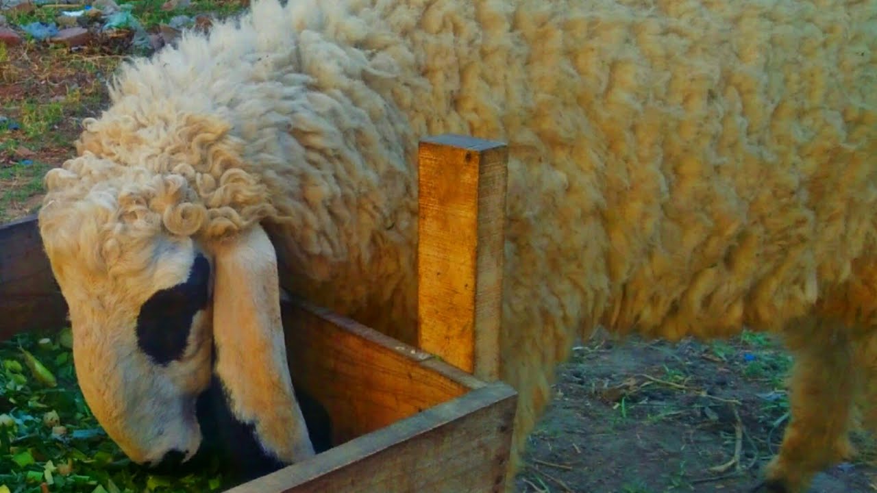 beautiful sheep 😍 wow lovely sheep are u still 🐑😍 - YouTube