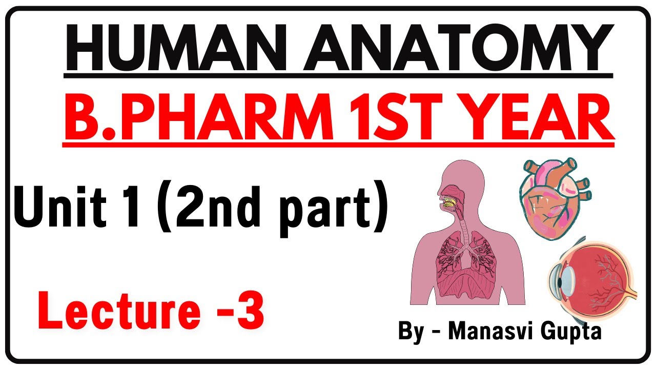 Human anatomy and physiology (b pharma syllabus) unit 1(2nd part) by Manasvi Gupta - YouTube