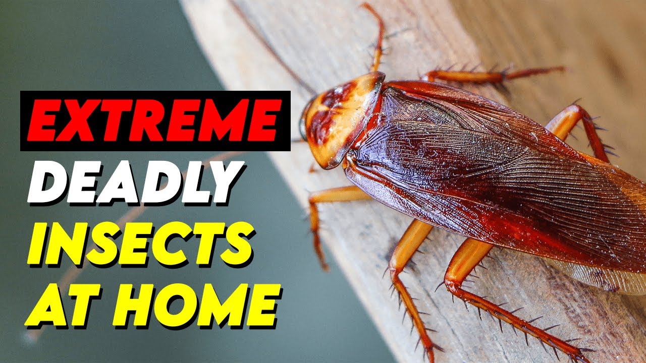 Top 10 Extreme Deadly insects at HOME - YouTube