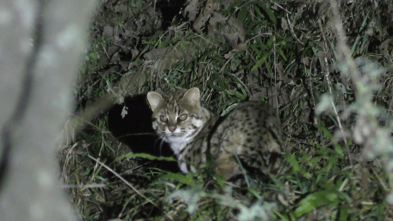 Chinese Leopard Cat! - YouTube