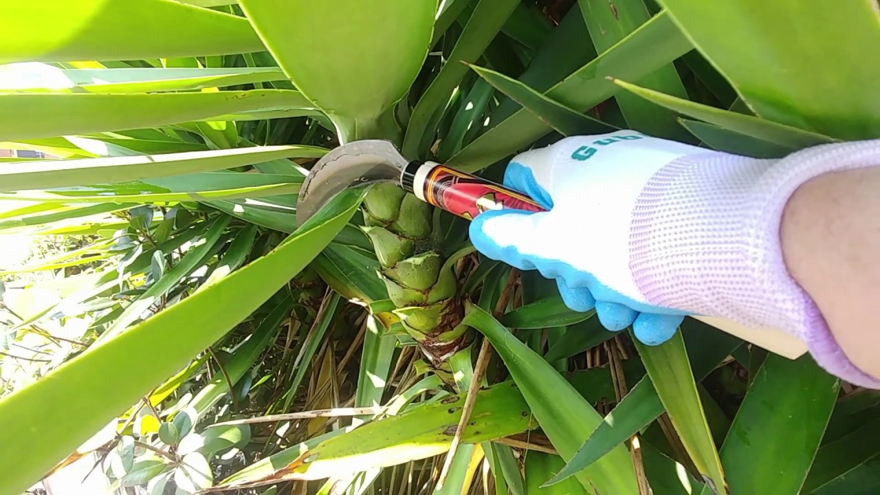 The Maruyoshi Flax Cutter by Gubba Garden Store - YouTube