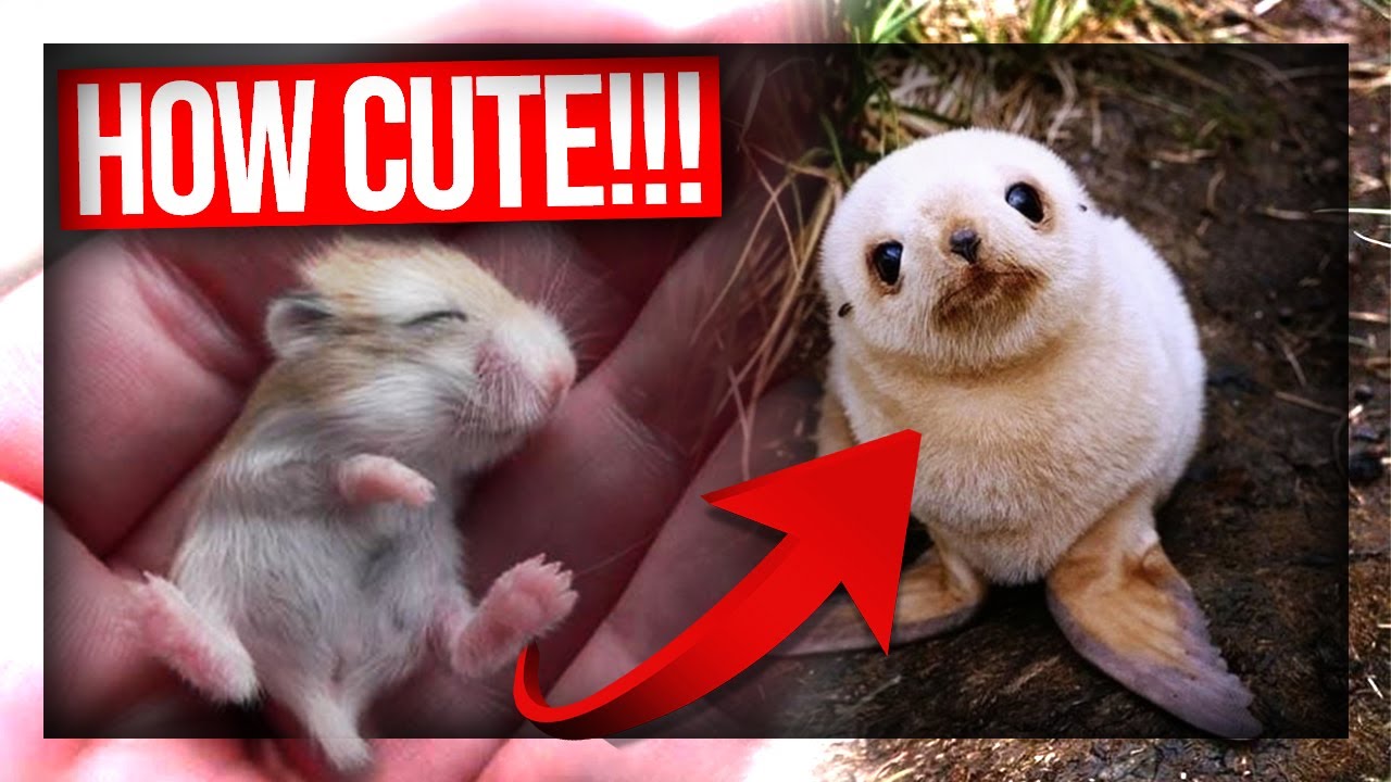Top 10 Most Adorable Newborn Animals - YouTube