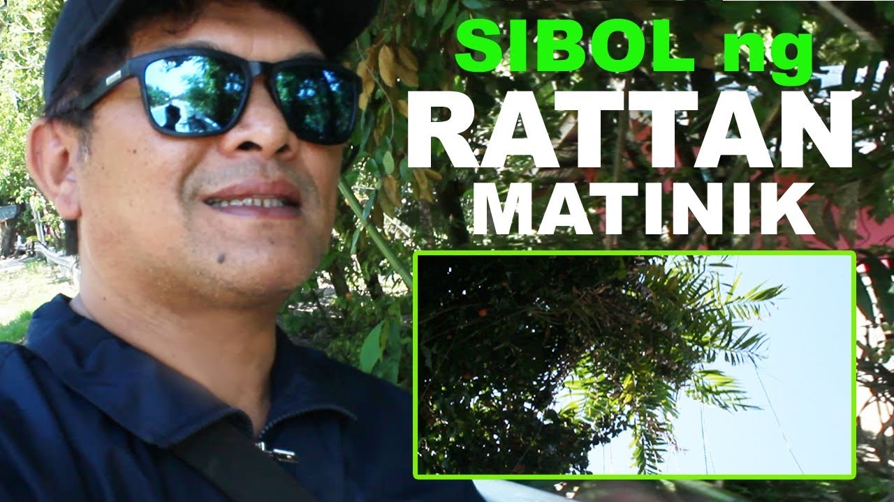 RATTAN PLANTS SIBOL NG PUNO KUMAPIT sa Puno ng Santol at Manga - YouTube