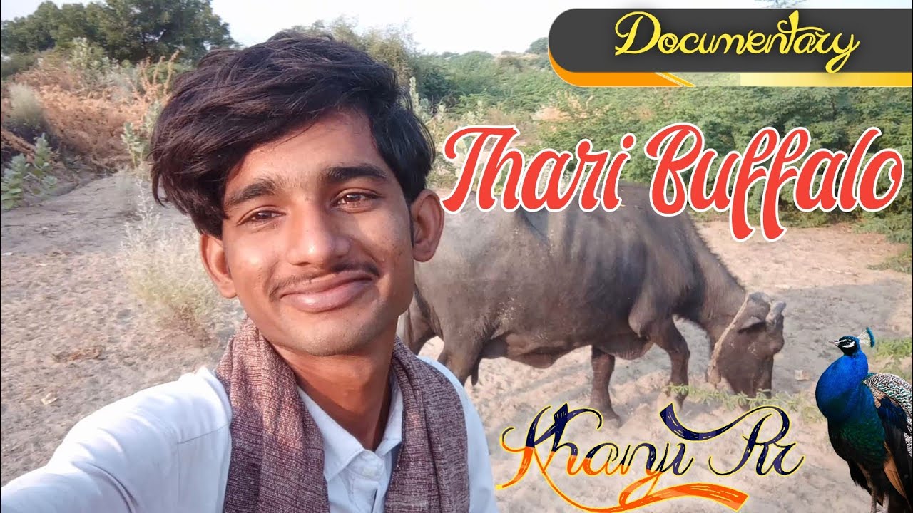 Beautiful Buffalo Documentary In Sindhi || Beouty Of Thari Domestic ...