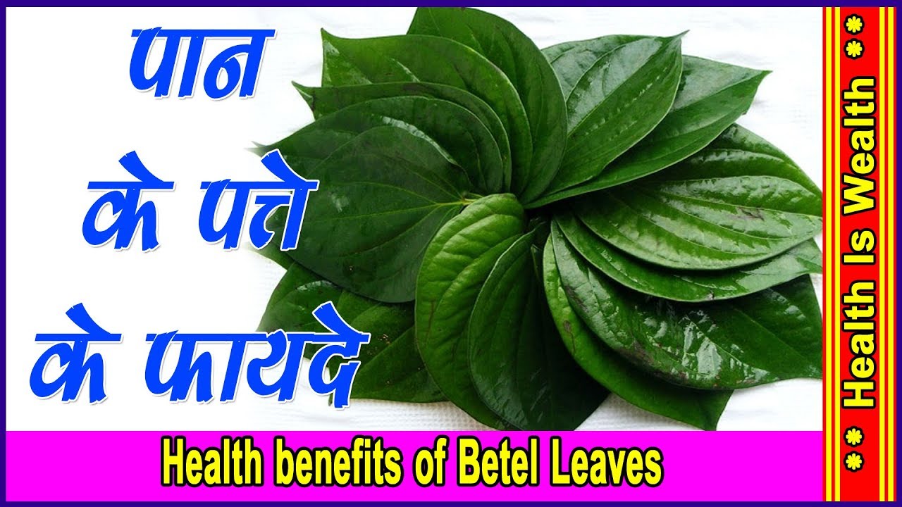 पान के पत्ते के फ़ायदे | Health benefits of Betel Leaves -Paan Ke Patte ...