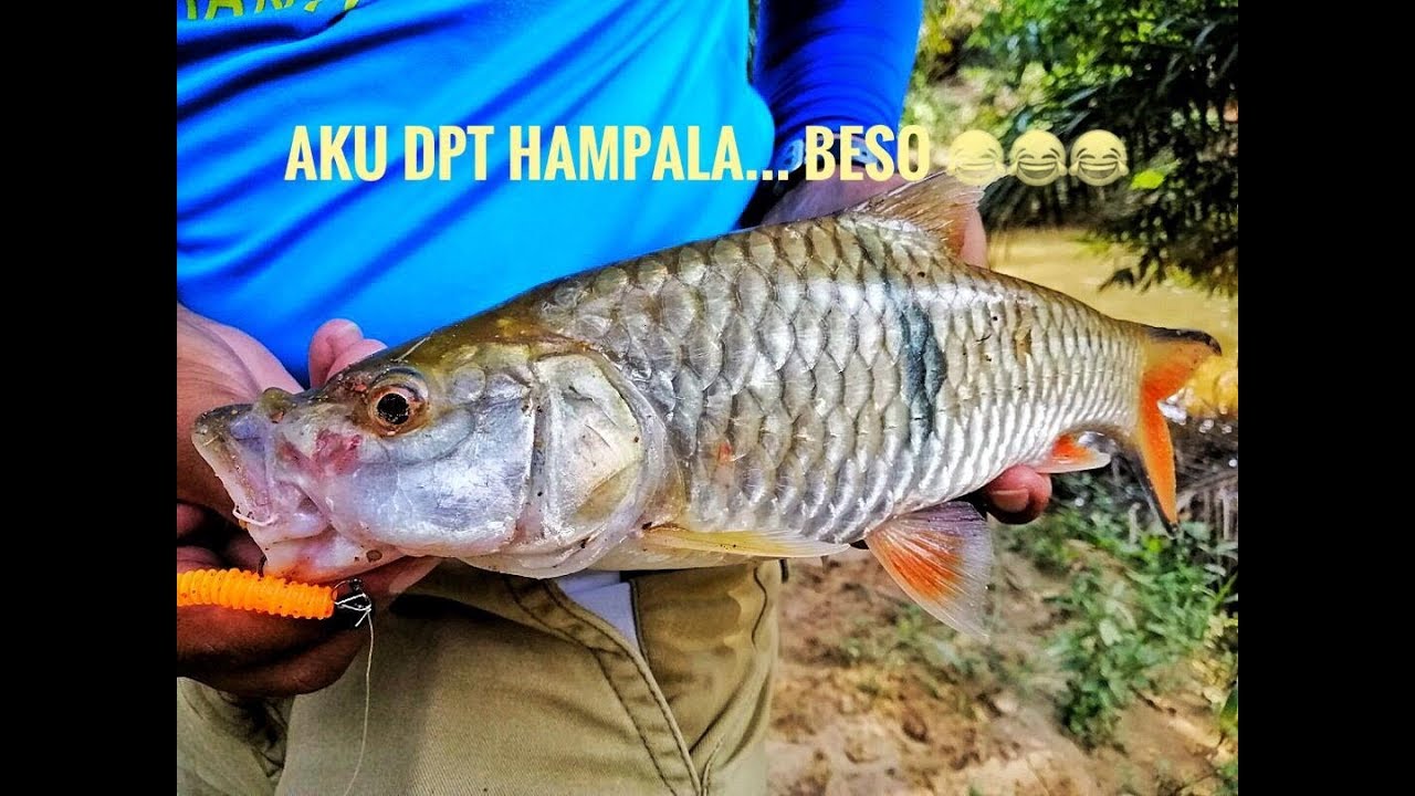 Ultralight Fishing :: Mencari sebarau, bujuk, palas dan haruan... - YouTube