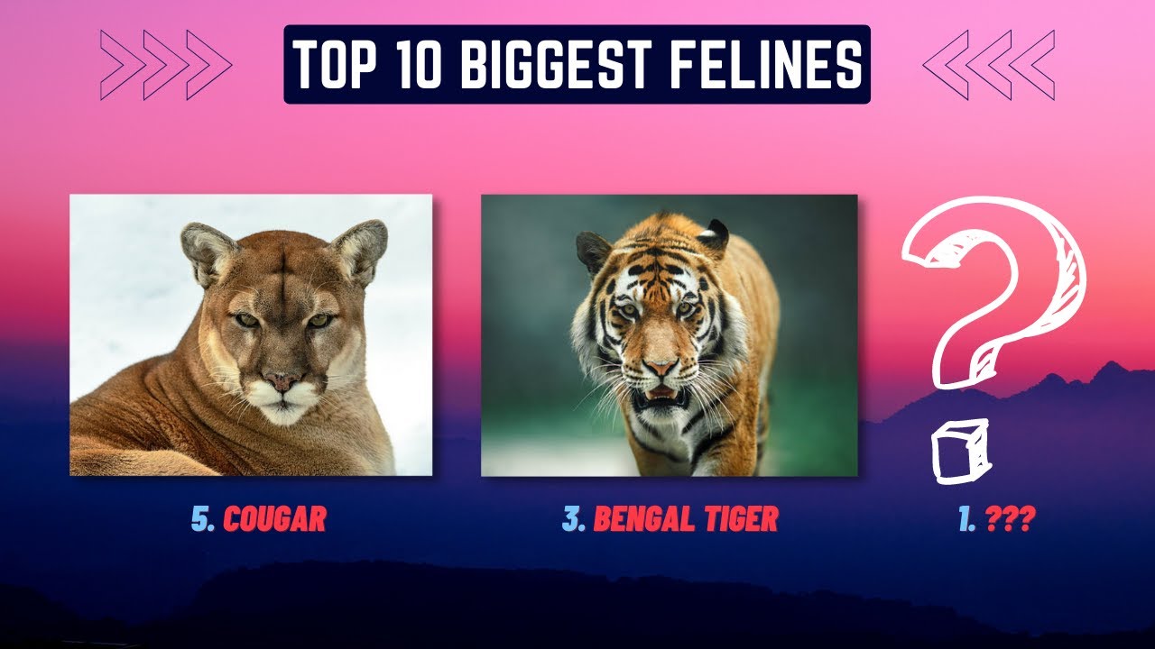 🐯 Biggest Cats Worldwide • Top 10 Feline Giants 🌍 | Curious Corner ...