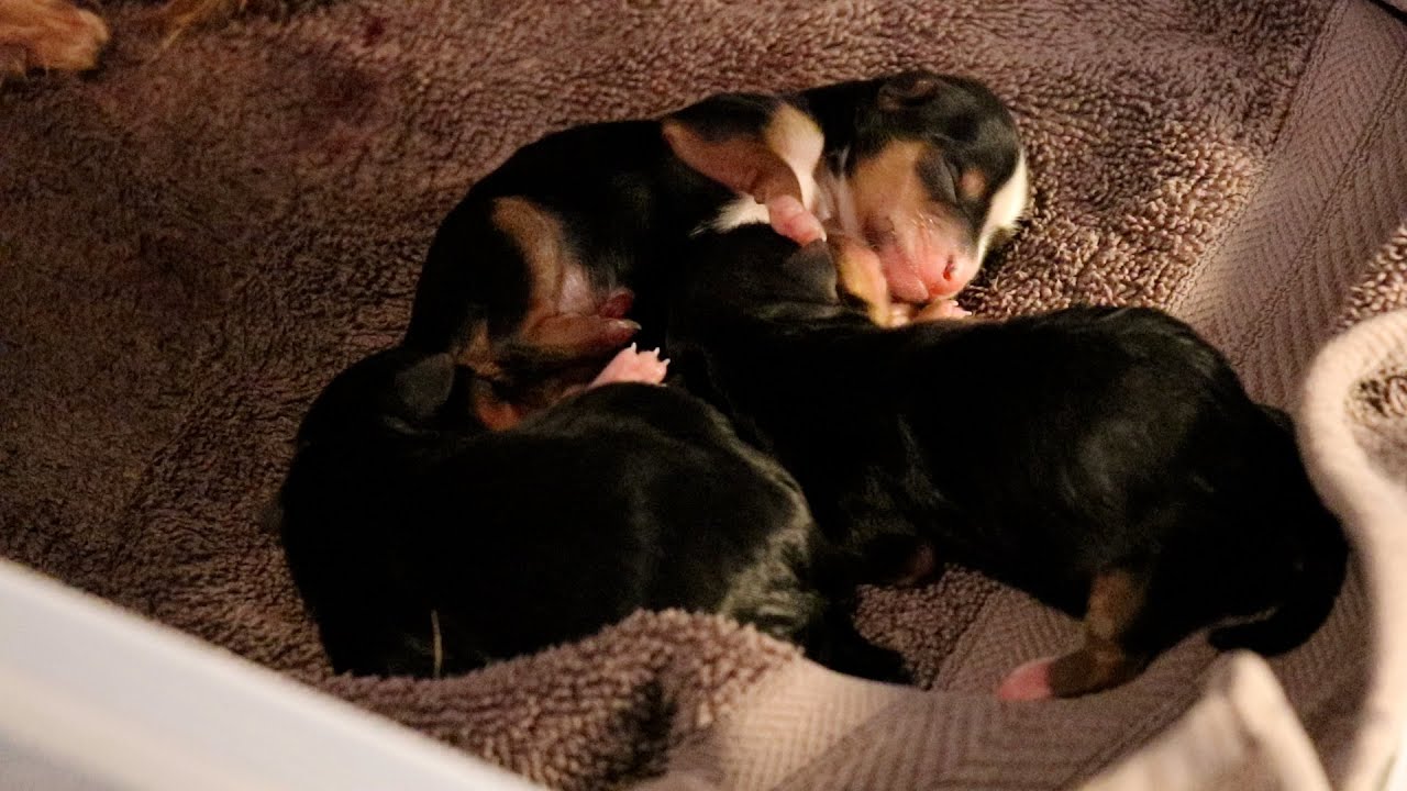 YORKIE GIVING BIRTH TO PUPPIES! CUTE - YouTube