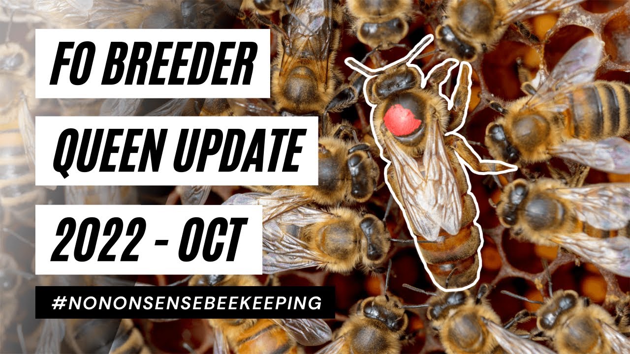F0 2022 Breeder Queen Update - Last Check Before Heavy Feeding - YouTube