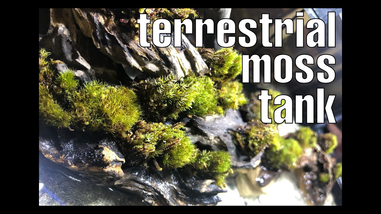Temporary Terrestrial Moss Tank [Simple Set-Up] - YouTube