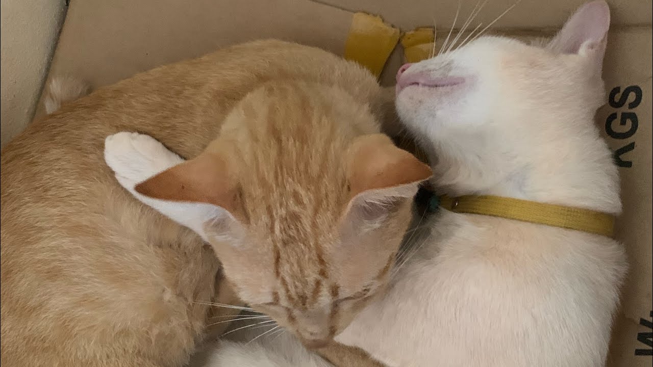 Funny kittens enjoying to clean each other. Cutest kittens, adorable ...