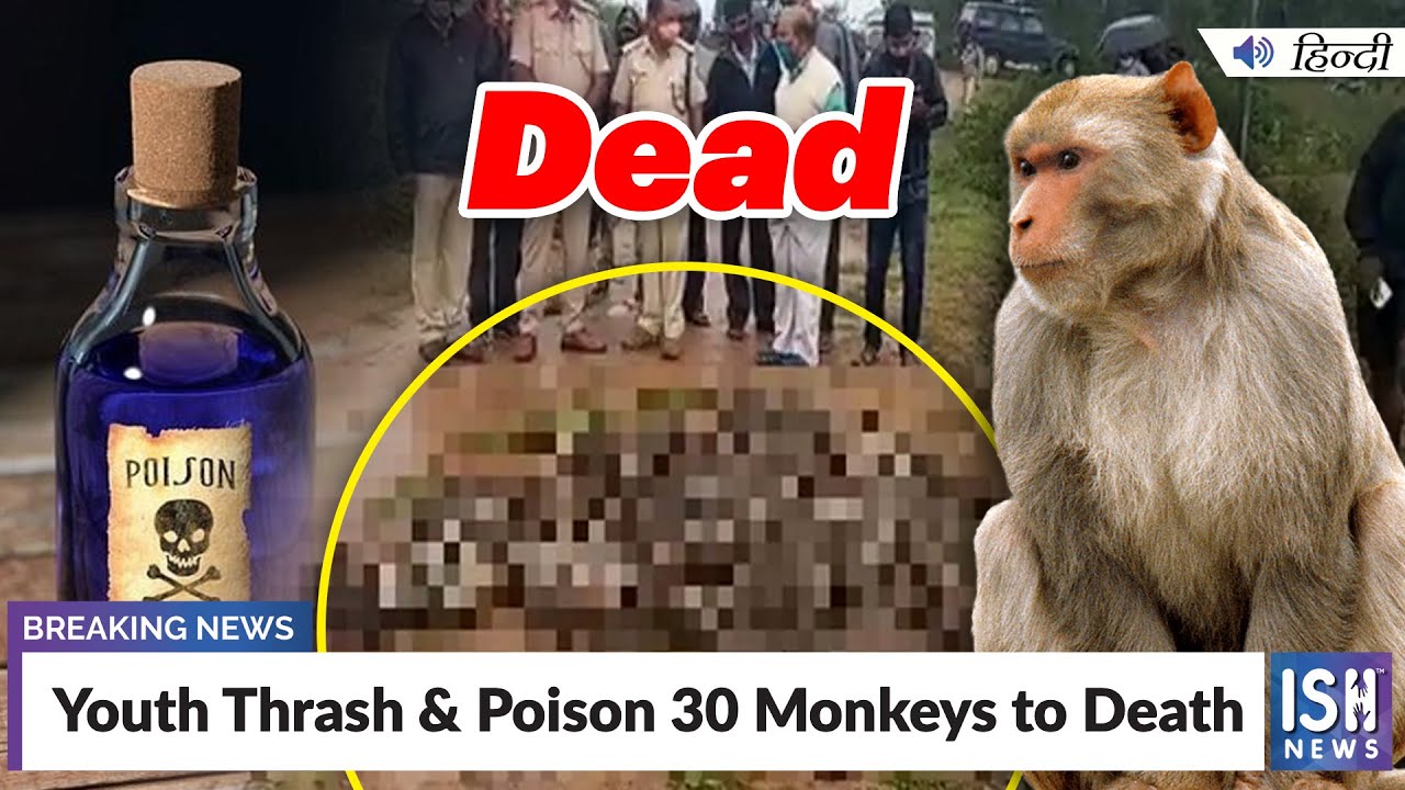 Youth Thrash & Poison 30 Monkeys to Death - YouTube