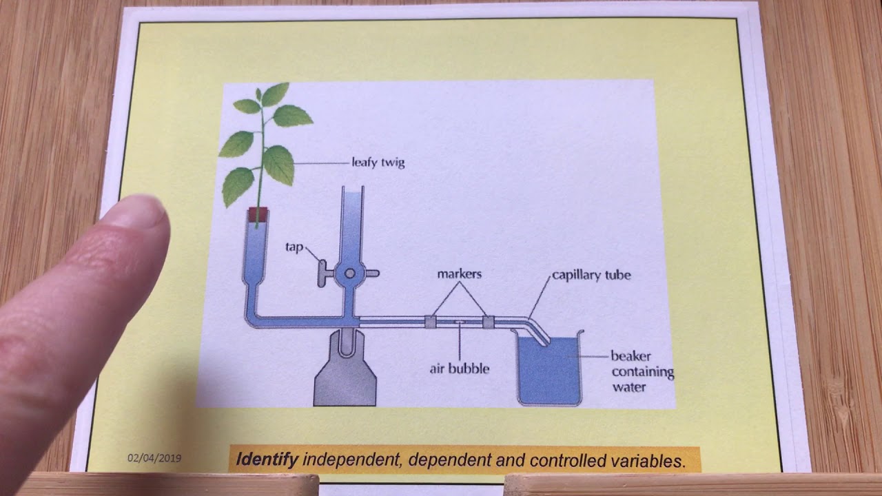 B4 Investigating Transpiration using a Potometer - YouTube