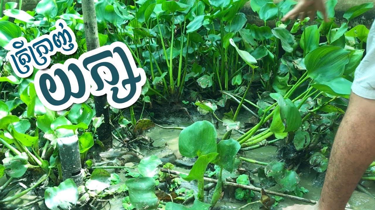 ការចិញ្ចឹមត្រីក្រាញ់យក្ស | Fish farming bdm farm - YouTube