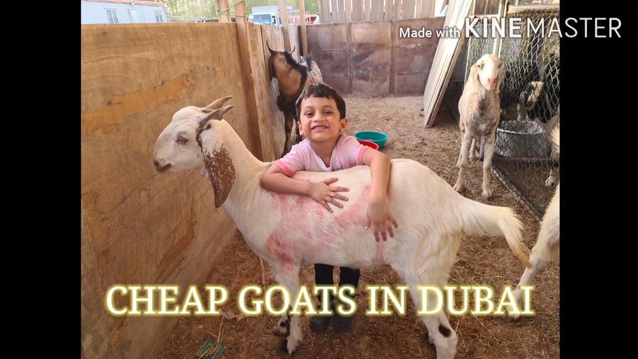 Quarbani goats in Dubai | Cheap goats in dubai | Yamni goat farm - YouTube