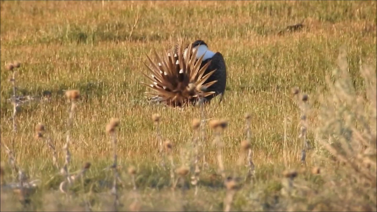 Male Sage Grouse Mating Display in Eastern Oregon - YouTube