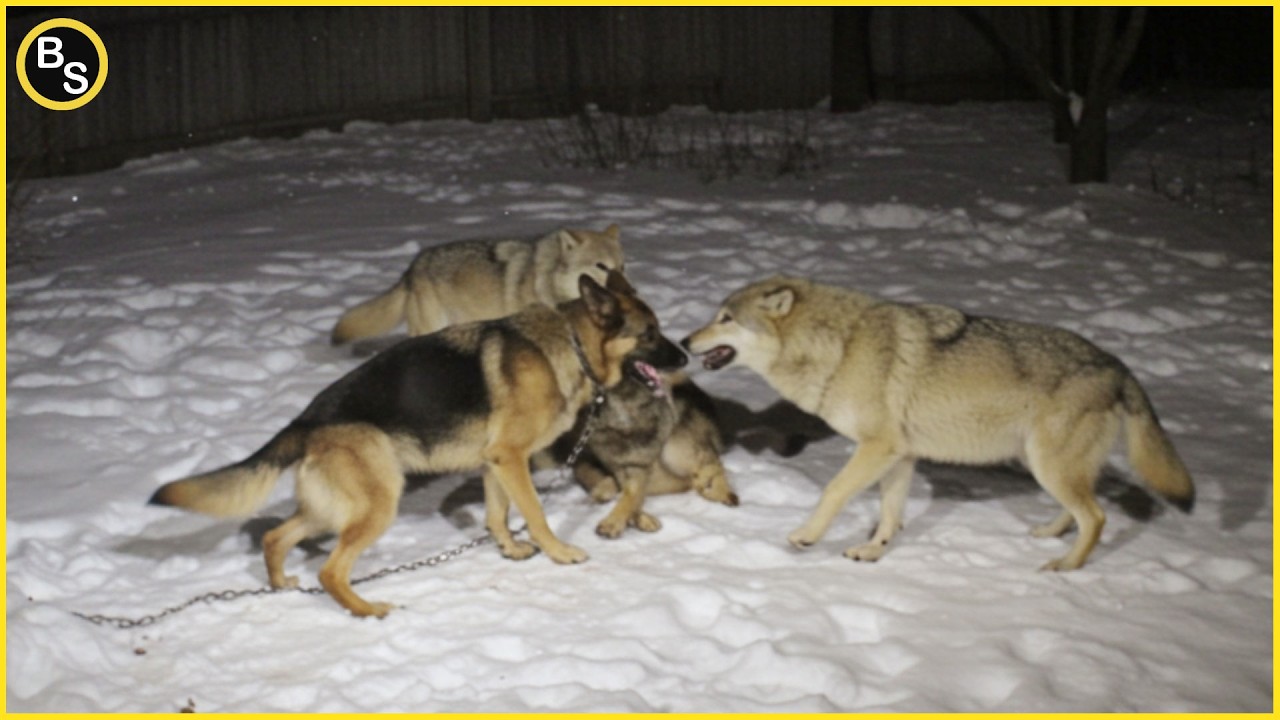 Wolf, Dog, and Leopard in a Deadly Encounter - YouTube