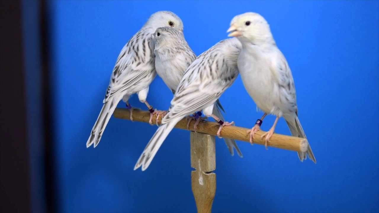 Canarios de Color 7 - YouTube