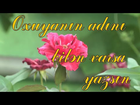 Gozel musiqi Sair Rasim Kerimlini seiri 1980 ilin musiqisi