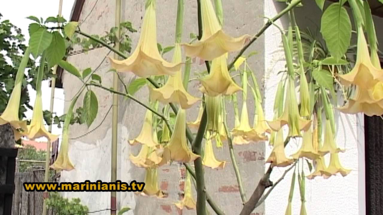 Ivankovićeve Anđeoske trube 18.9.2007. - YouTube