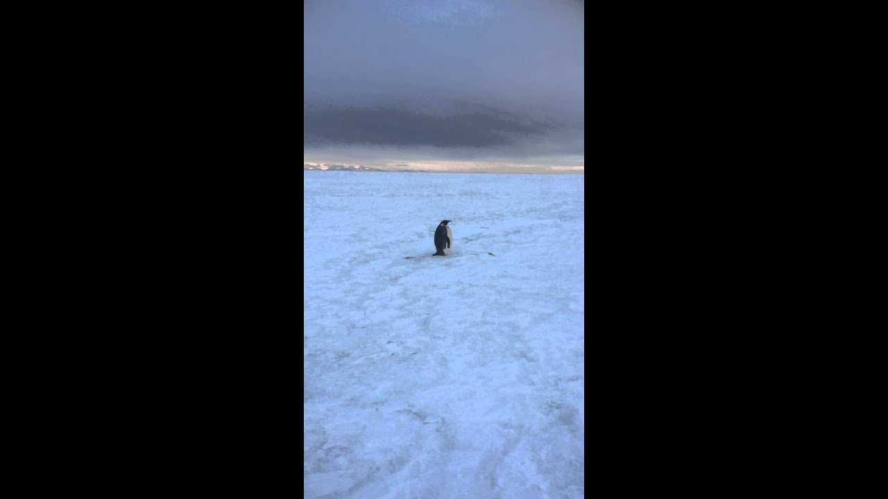 Penguin squawk - YouTube