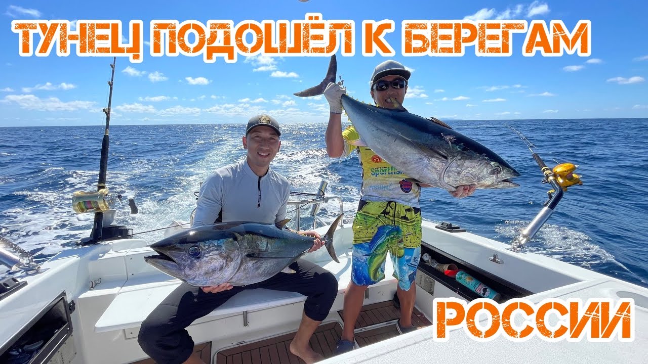 Голубой тунец подошел к берегам России. Bluefin tuna approached the ...