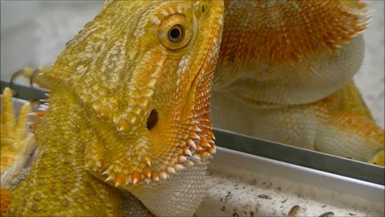Red Phase Hypo Bearded Dragon update - YouTube