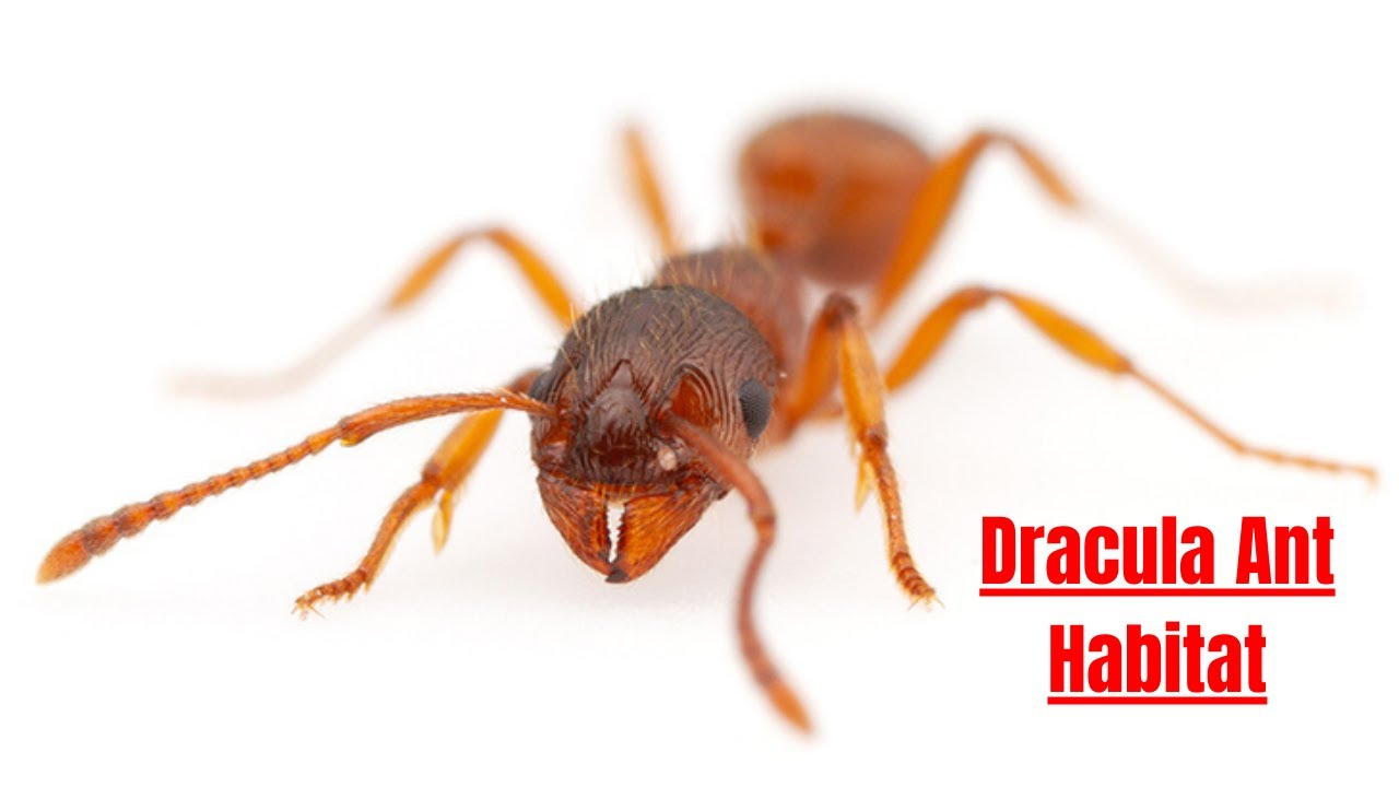 How to Find Dracula Ants - YouTube
