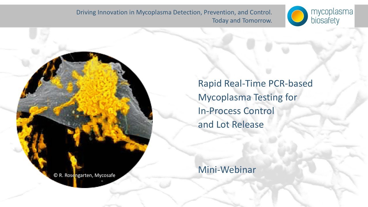 Rapid Real-Time PCR-based Mycoplasma Testing for In-Process Control and ...