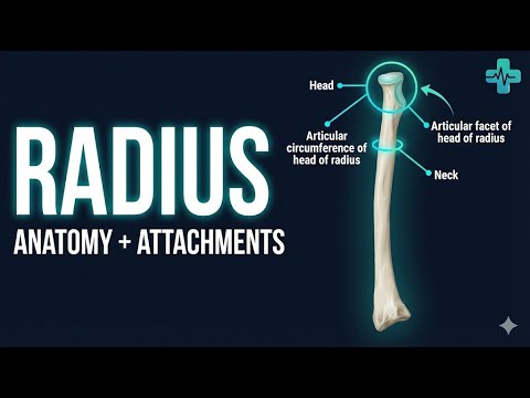 Radius Bone Explained for Medical Students | Anatomy, Landmarks ...