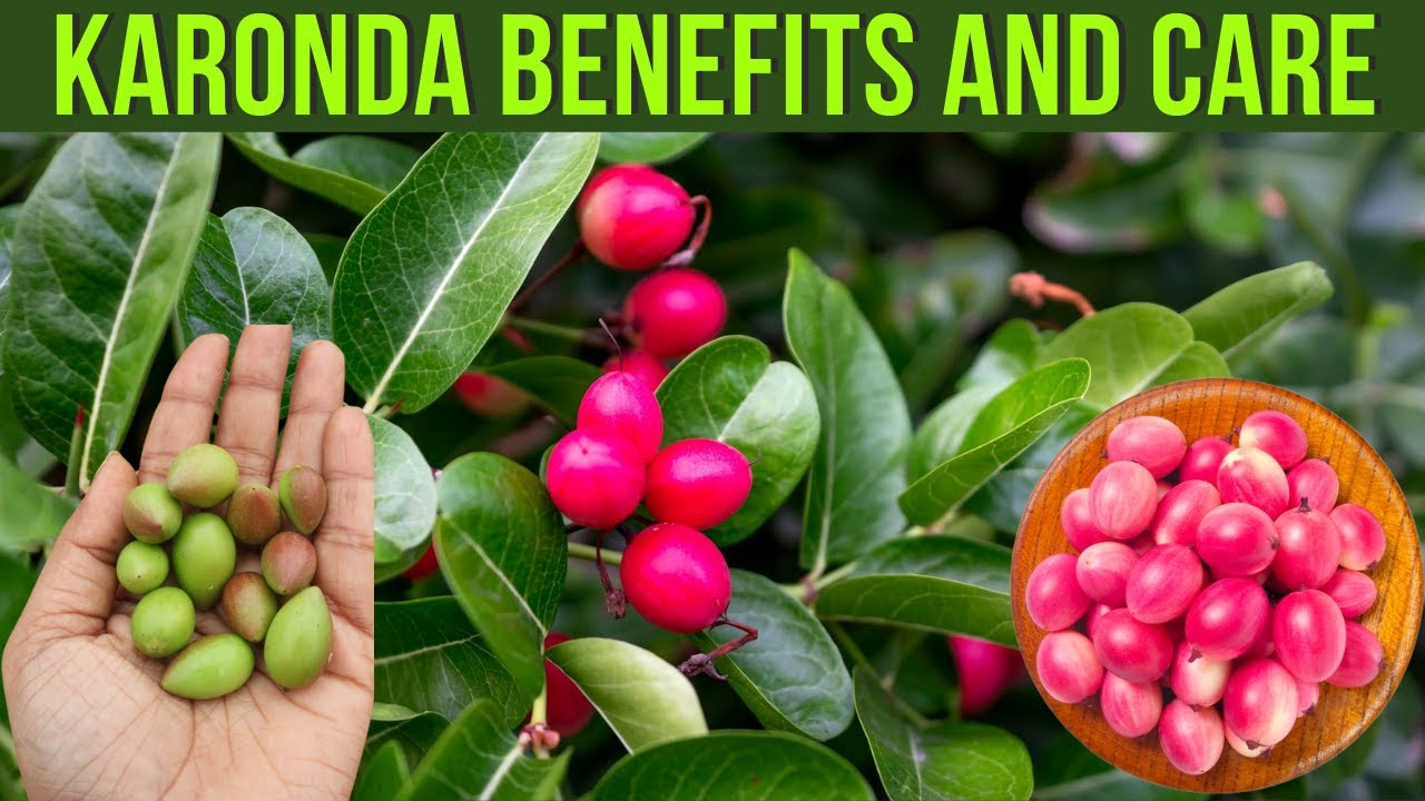 How To Grow Karonda plant | Karonda Plant in pot | Carissa Carandas ...