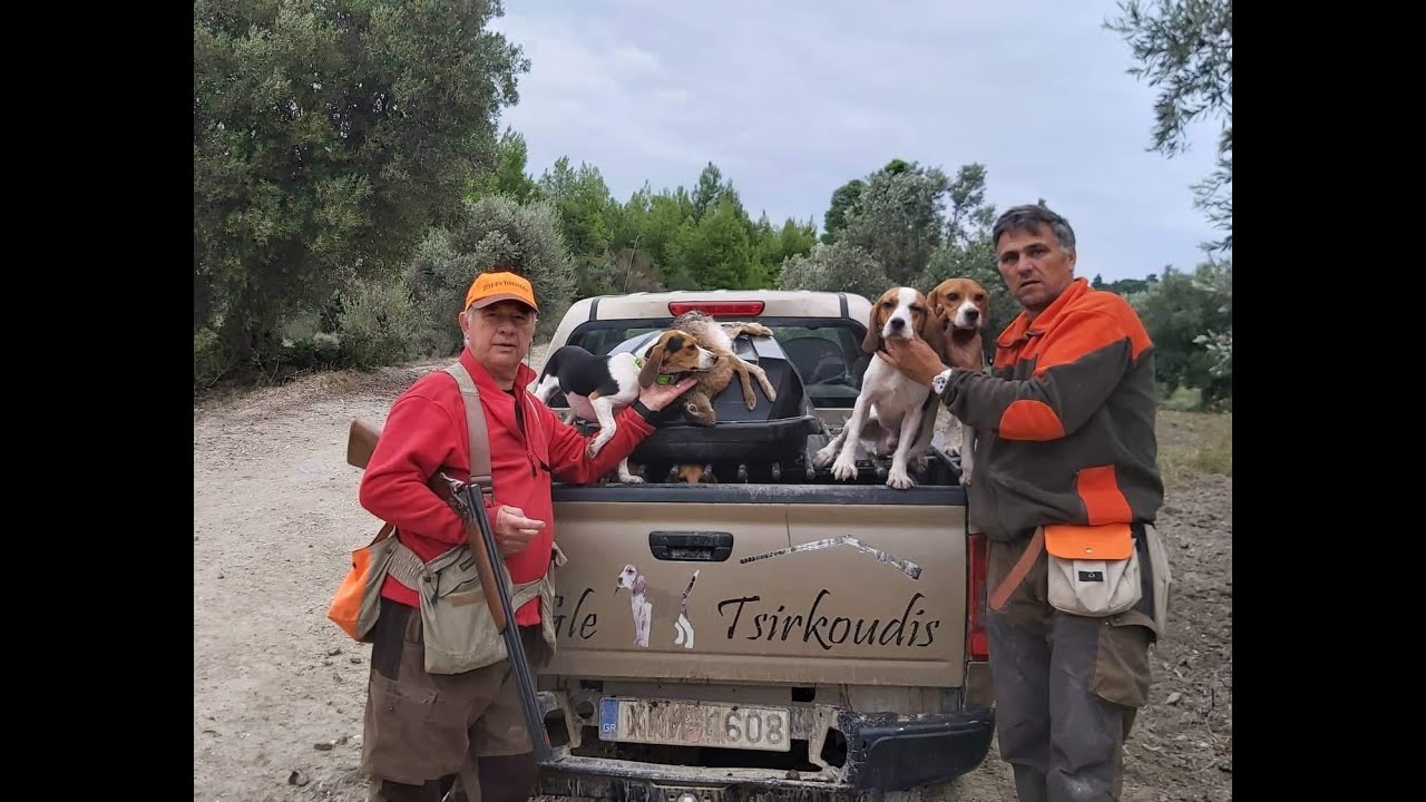 15-10-20 22 beagle Tsirkoudis κυνήγι λαγού με Beagle και μόνο με την ...
