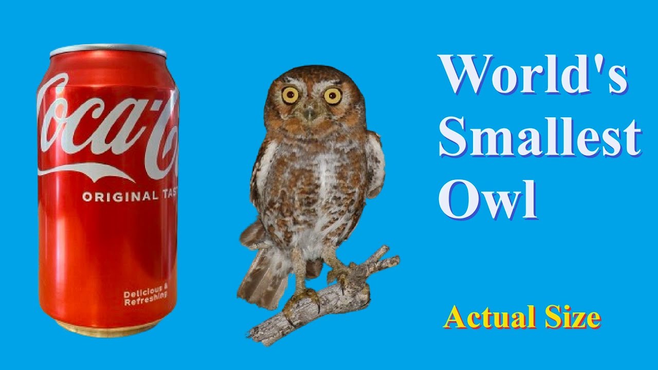 Elf Owl: World’s Smallest Owl and Other Facts - YouTube