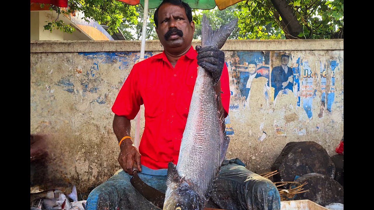 SEA VIRAL FISH CUTTING 🔥 EARLY MORNING KASIMEDU FISH MARKET # ...