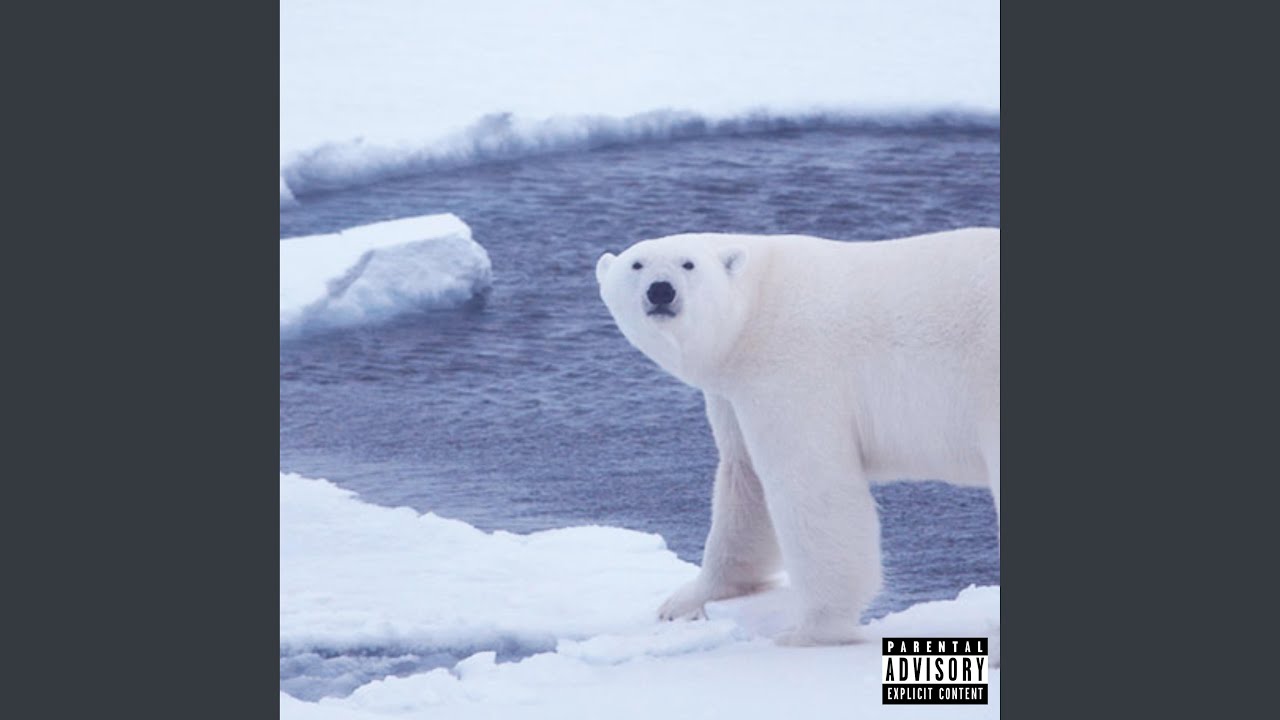 Polar Bears Youtube
