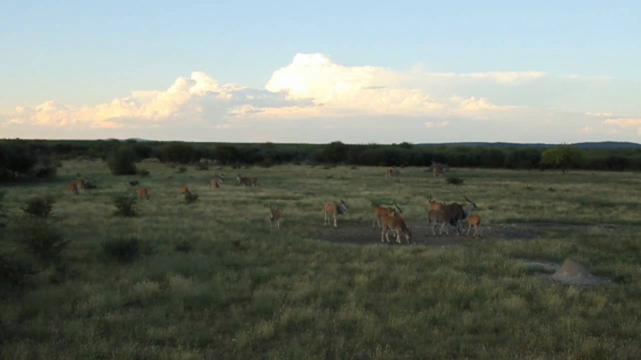 Hunting Eland Bull in Namibia - YouTube